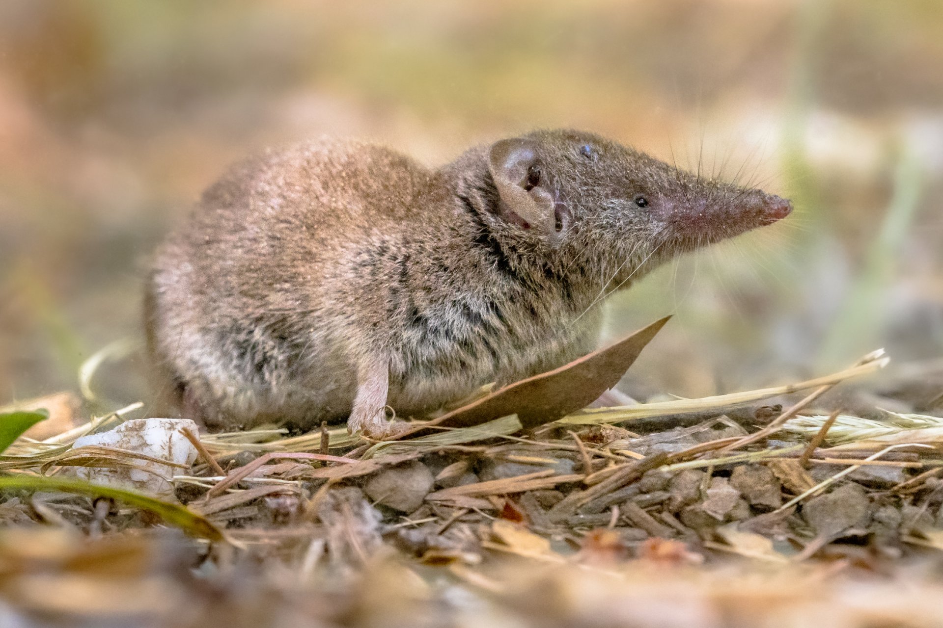 V Česku se usadil nový savec - CzechCrunch