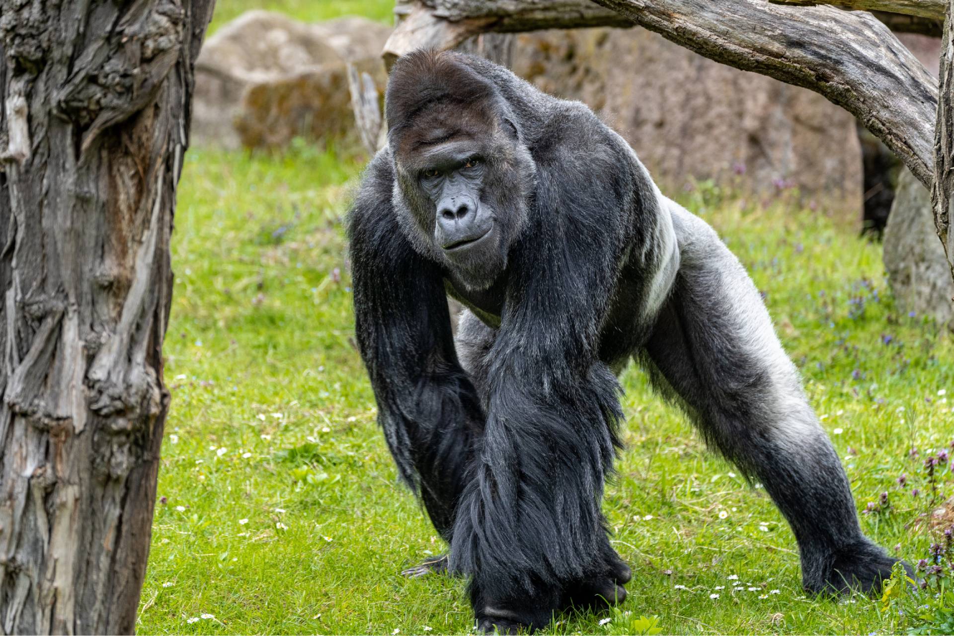 Gorila Richard slaví dvacet let v pražské zoo - CzechCrunch
